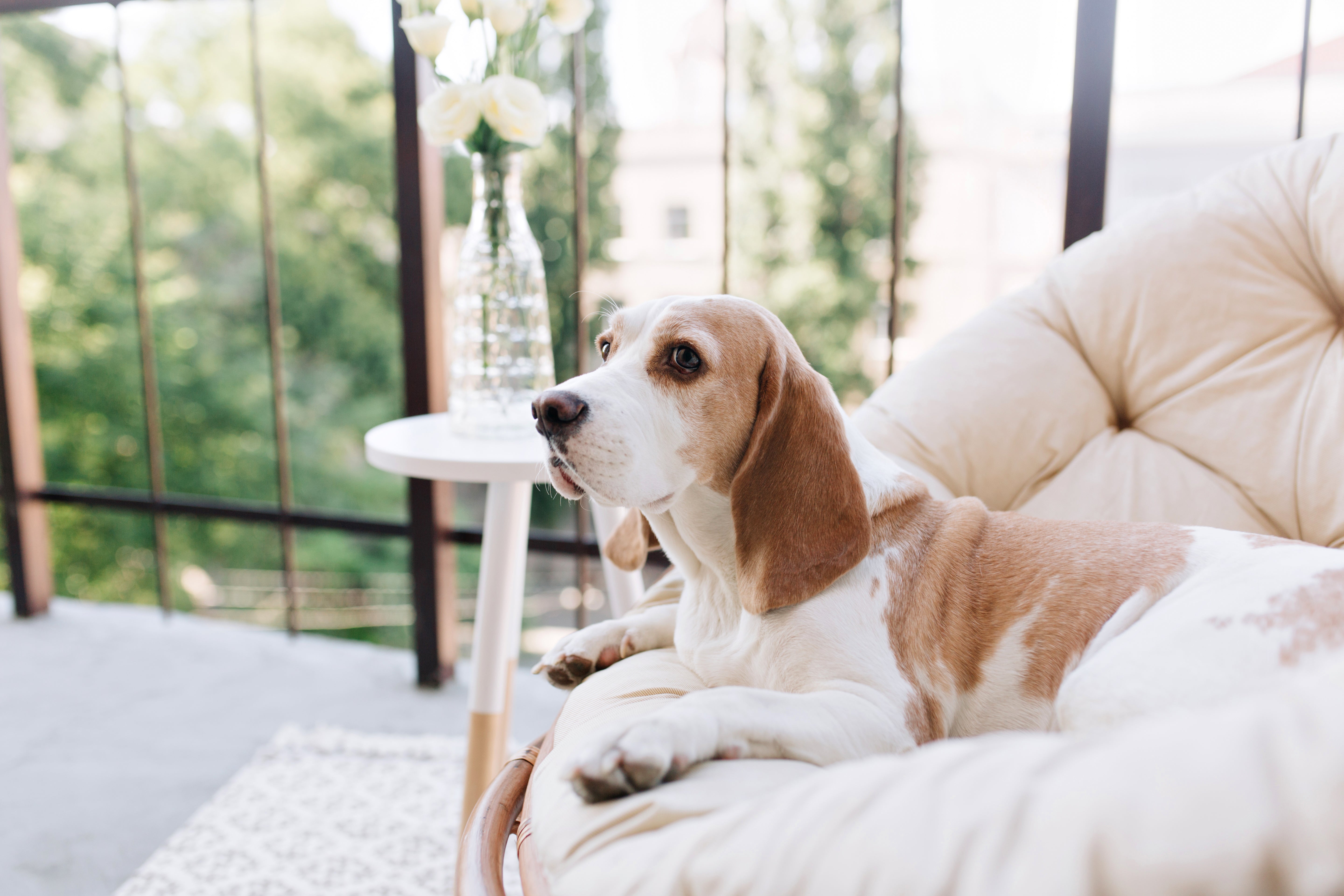 Dog Poop Color Chart & Stool Guide: What It Means for Health – Lacuna